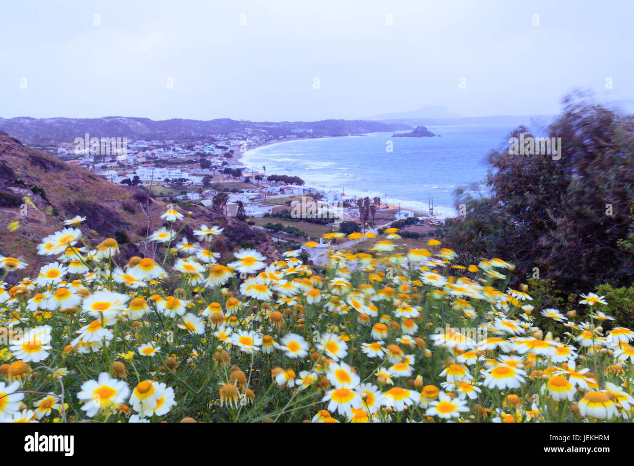 Margaret flower hi-res stock photography and images - Alamy