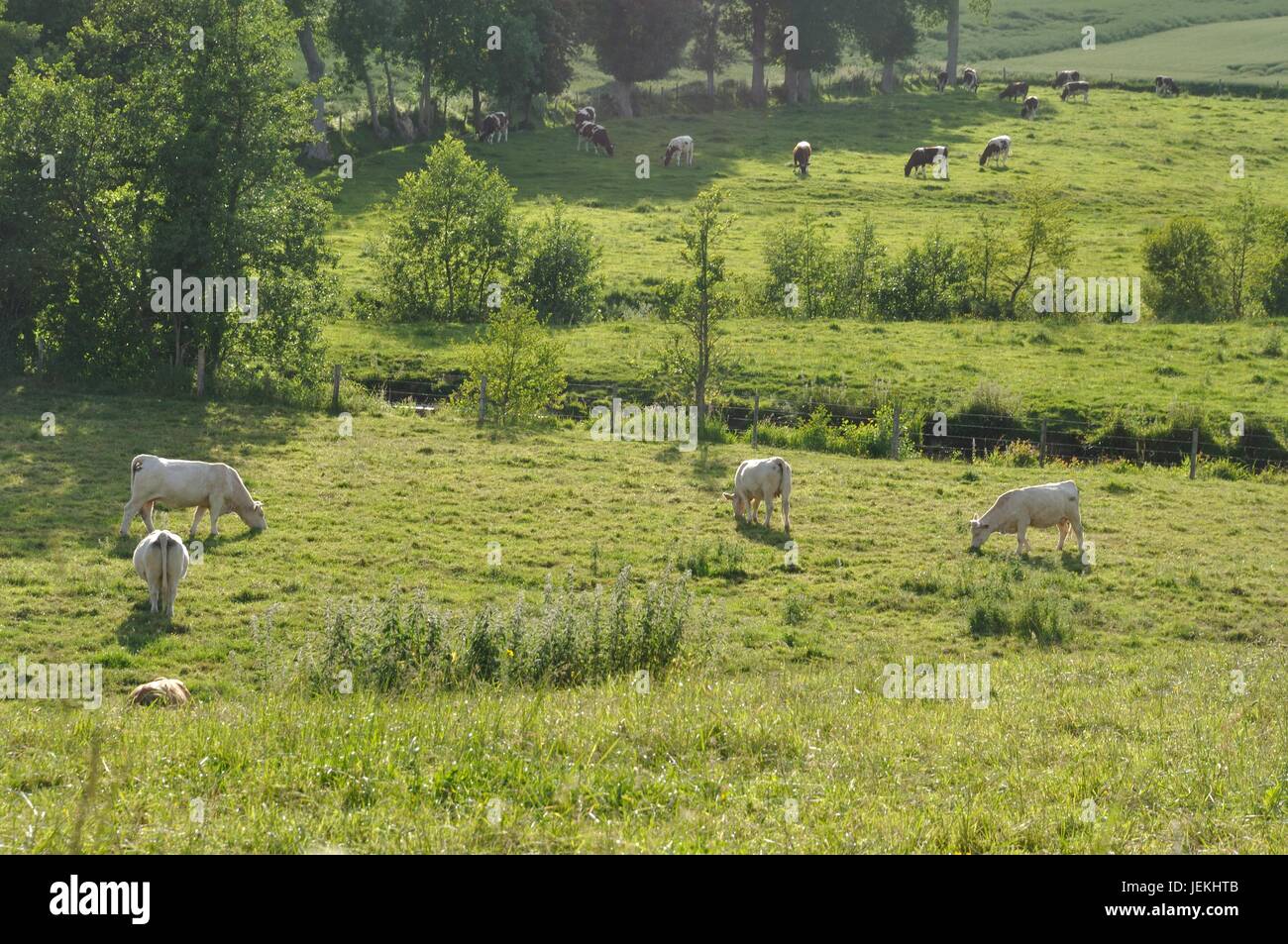 Norman Cow High Resolution Stock Photography and Images - Alamy