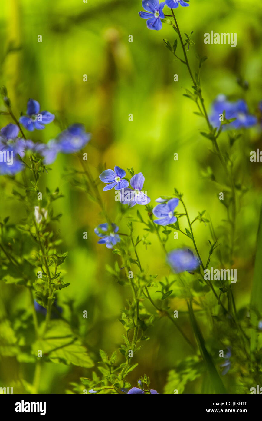 Beautiful blue flowers in a summer meadow Stock Photo - Alamy