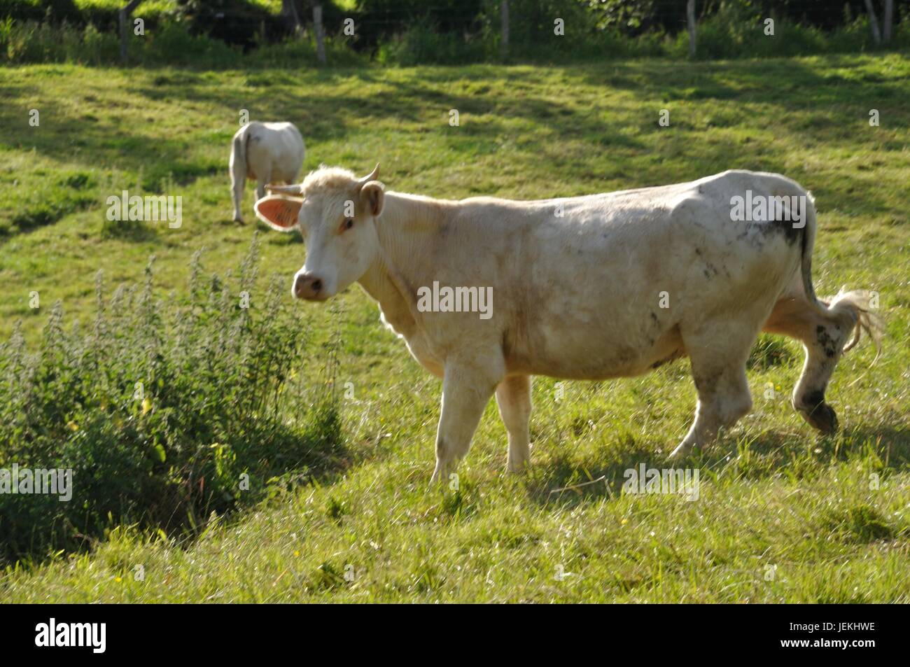 Norman Cow High Resolution Stock Photography and Images - Alamy