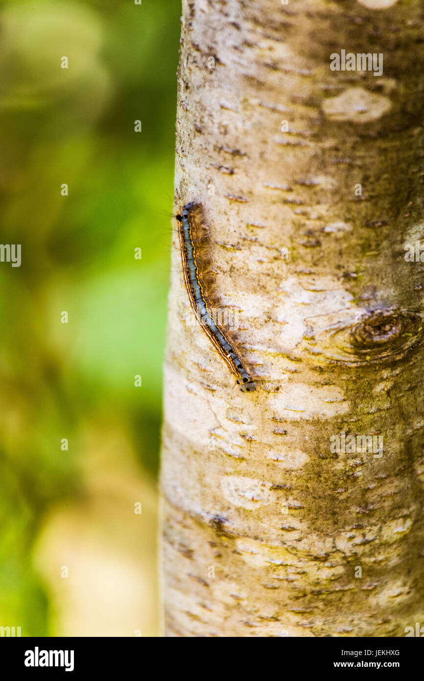 A small caterpillar crawling on a tree trunk Stock Photo - Alamy