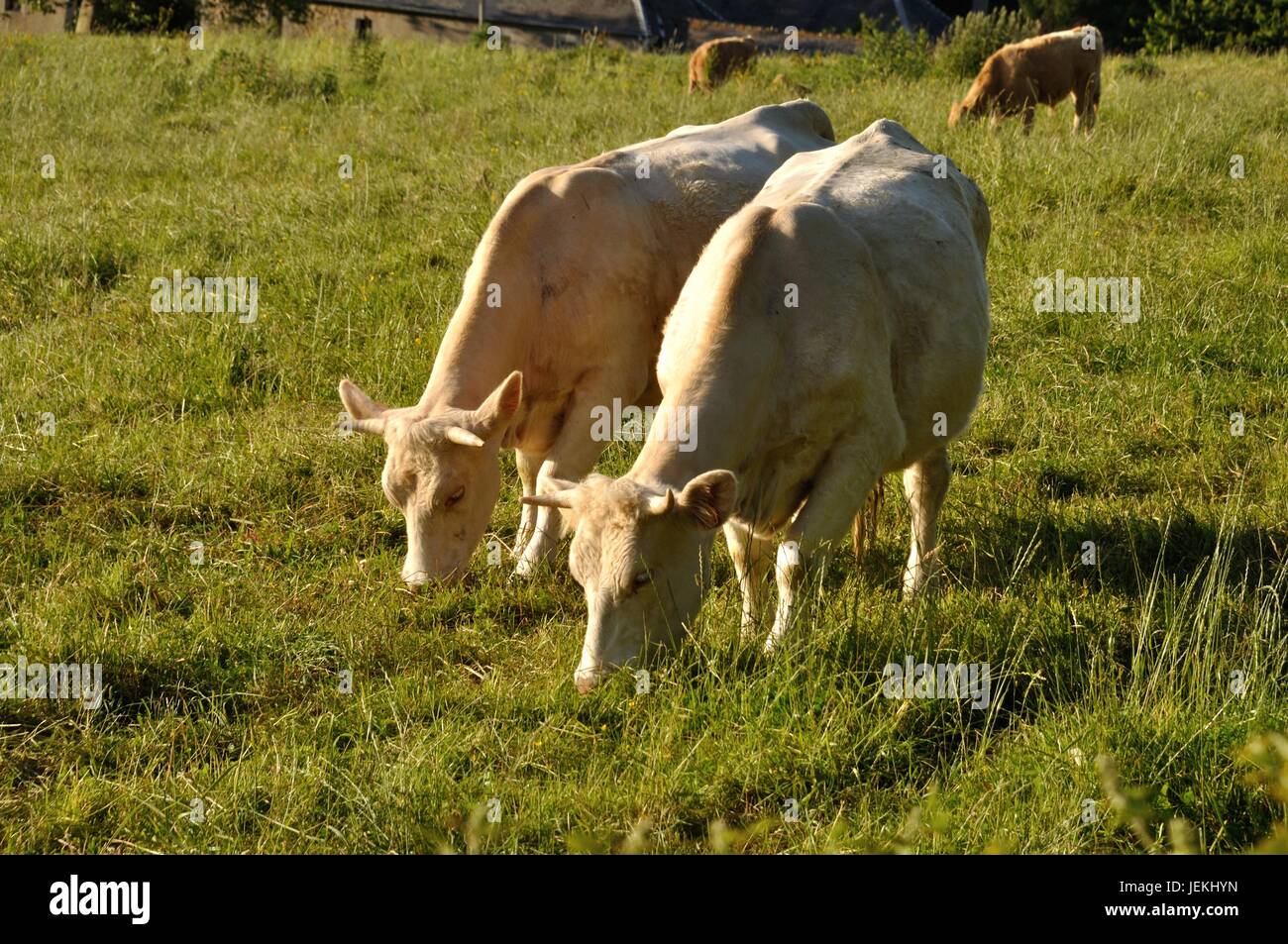 Norman cow hi-res stock photography and images - Alamy