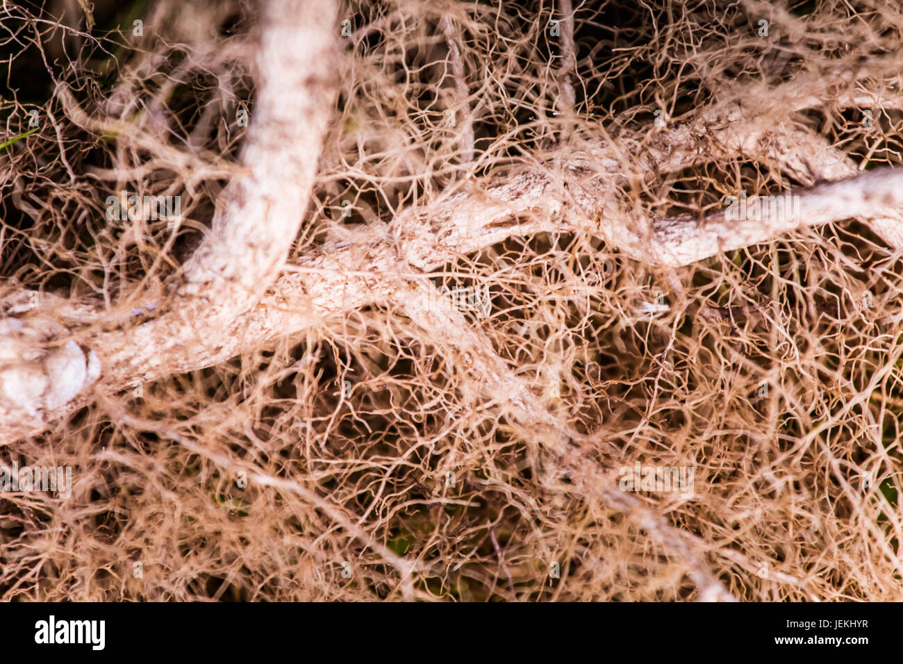 Small tree big roots hi-res stock photography and images - Alamy