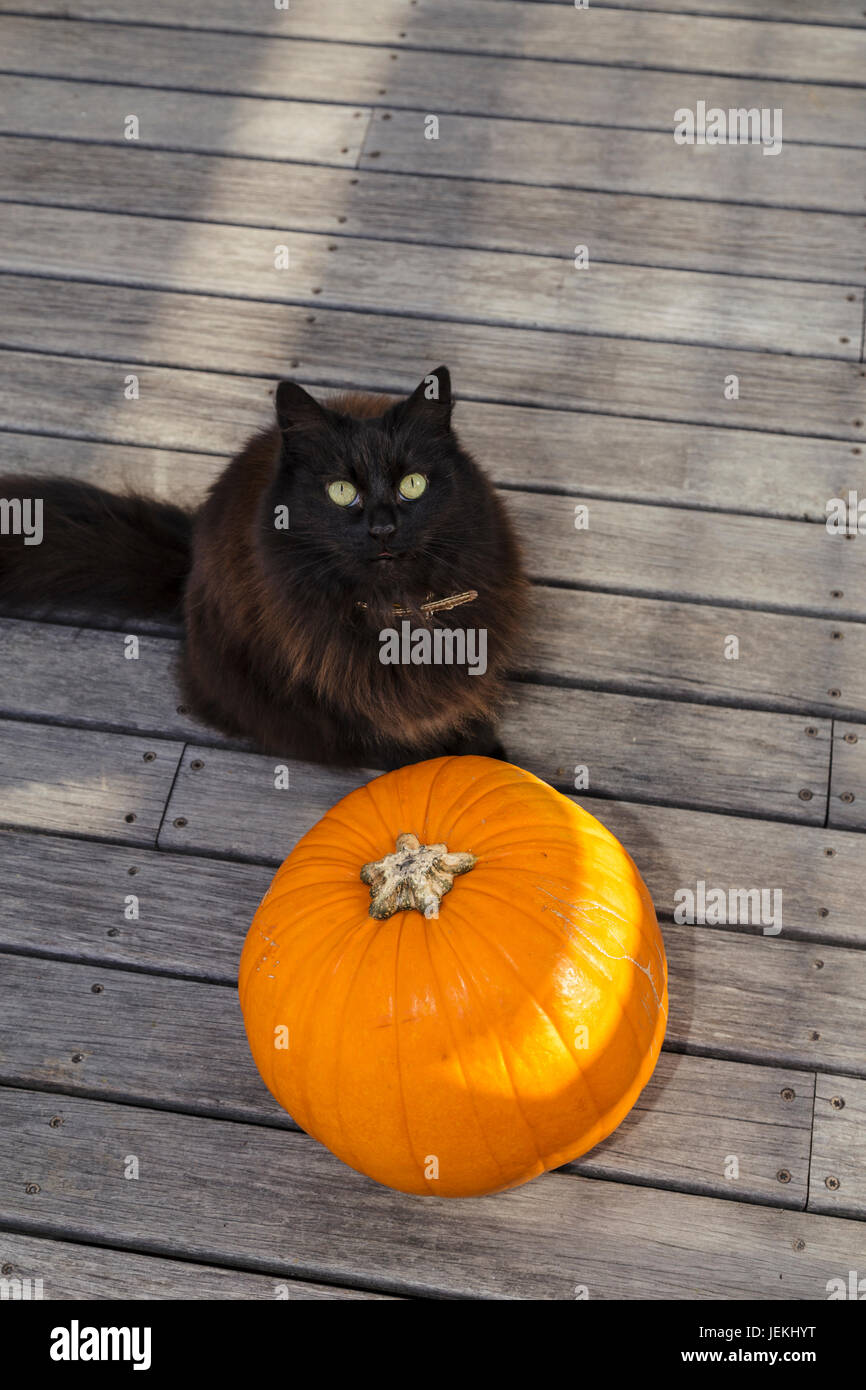 Animals pumpkins hi-res stock photography and images - Alamy