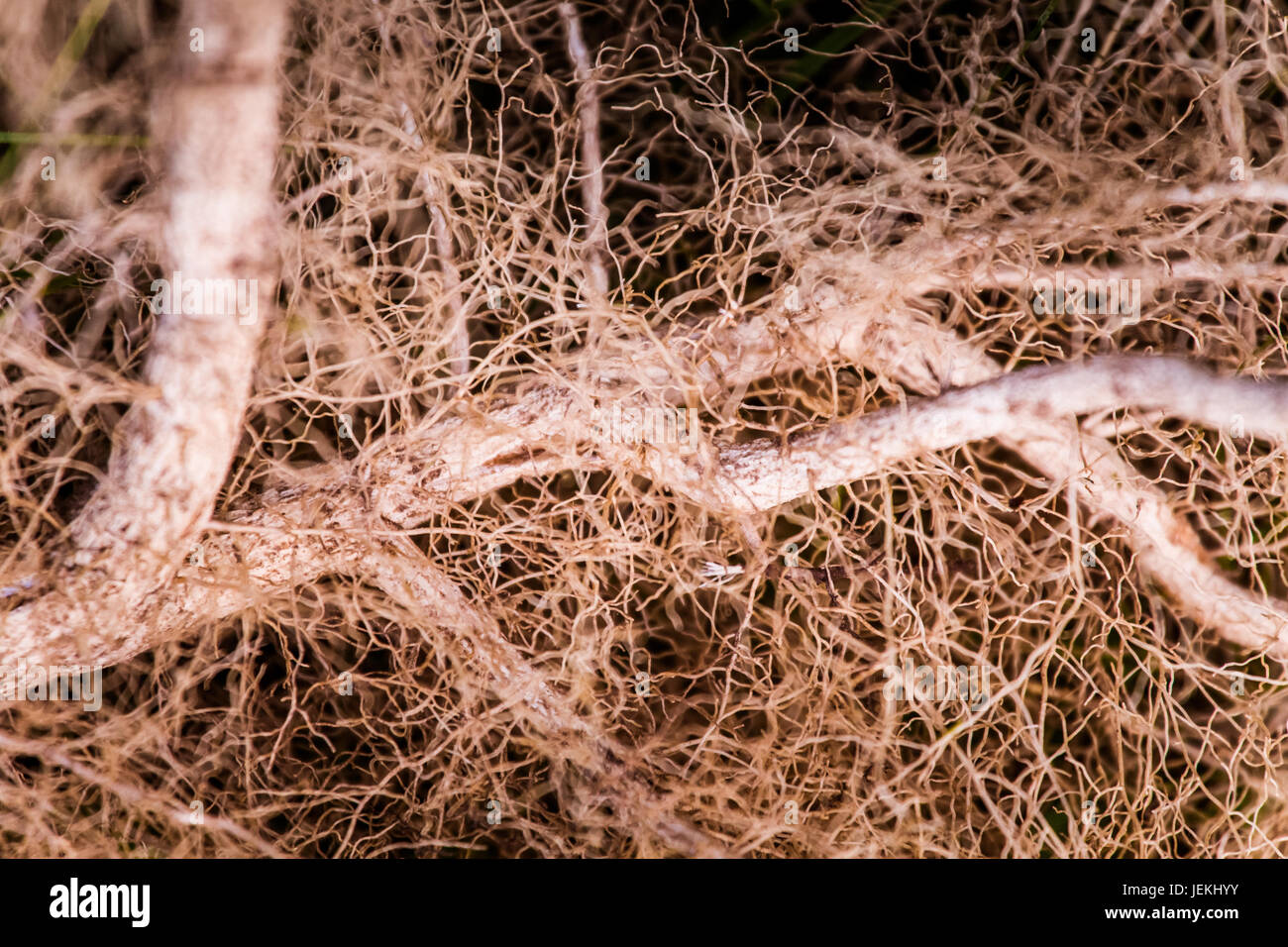 Tree veins hi-res stock photography and images - Alamy