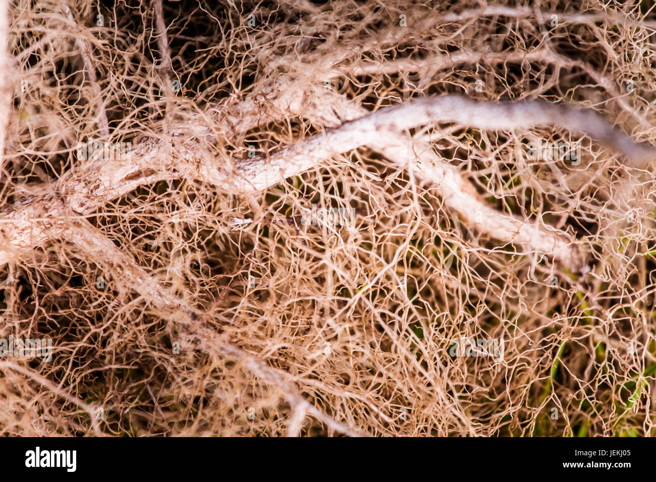 Tree veins hi-res stock photography and images - Alamy