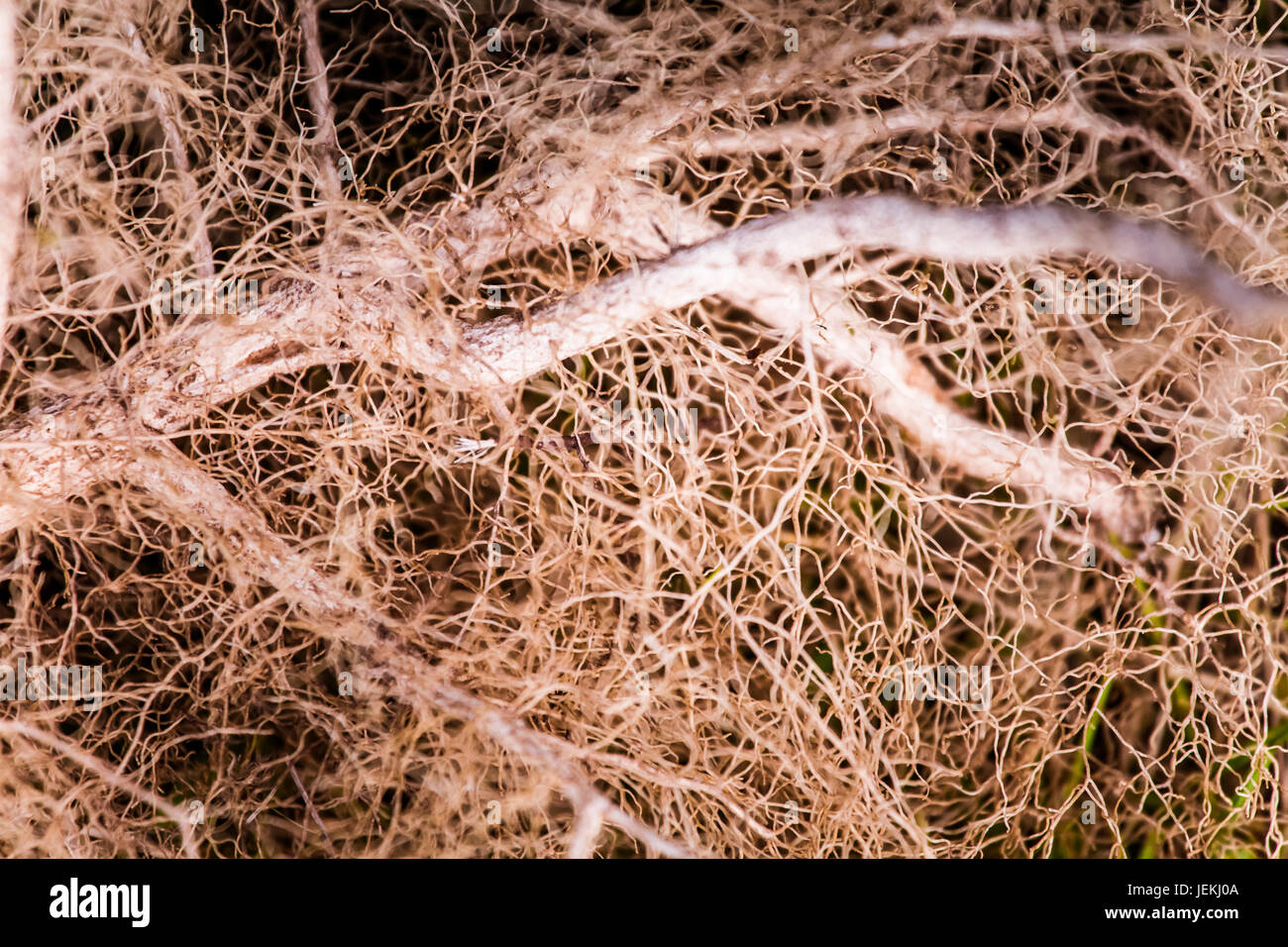 Tree veins hi-res stock photography and images - Alamy