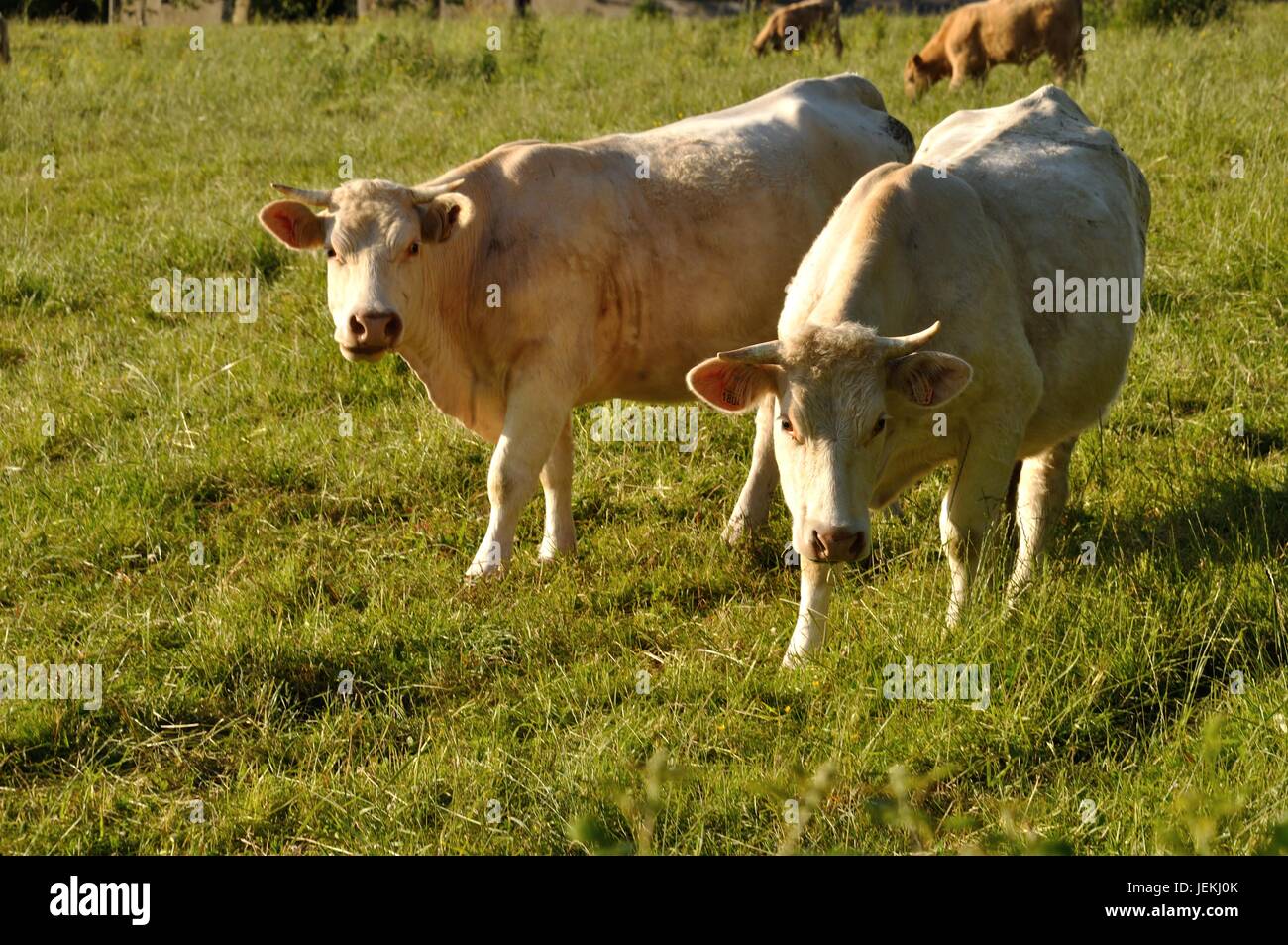 Norman Cow High Resolution Stock Photography and Images - Alamy