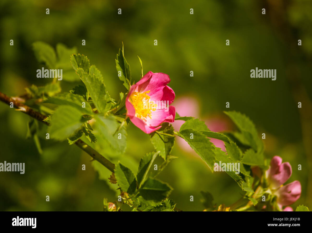 Pink rose in summer sun hi-res stock photography and images - Alamy
