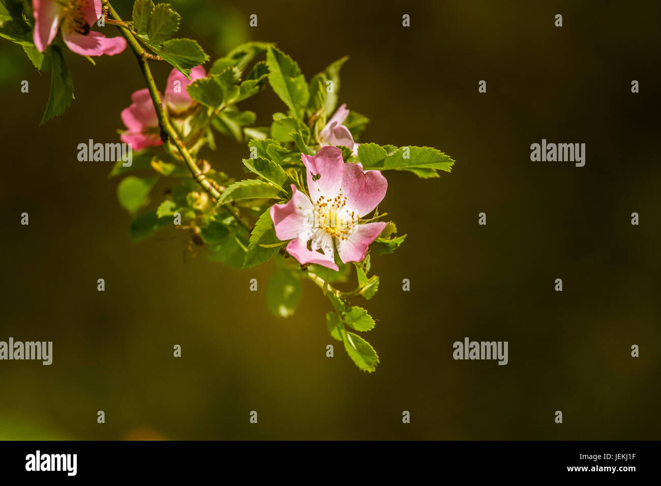 Pink rose in summer sun hi-res stock photography and images - Alamy