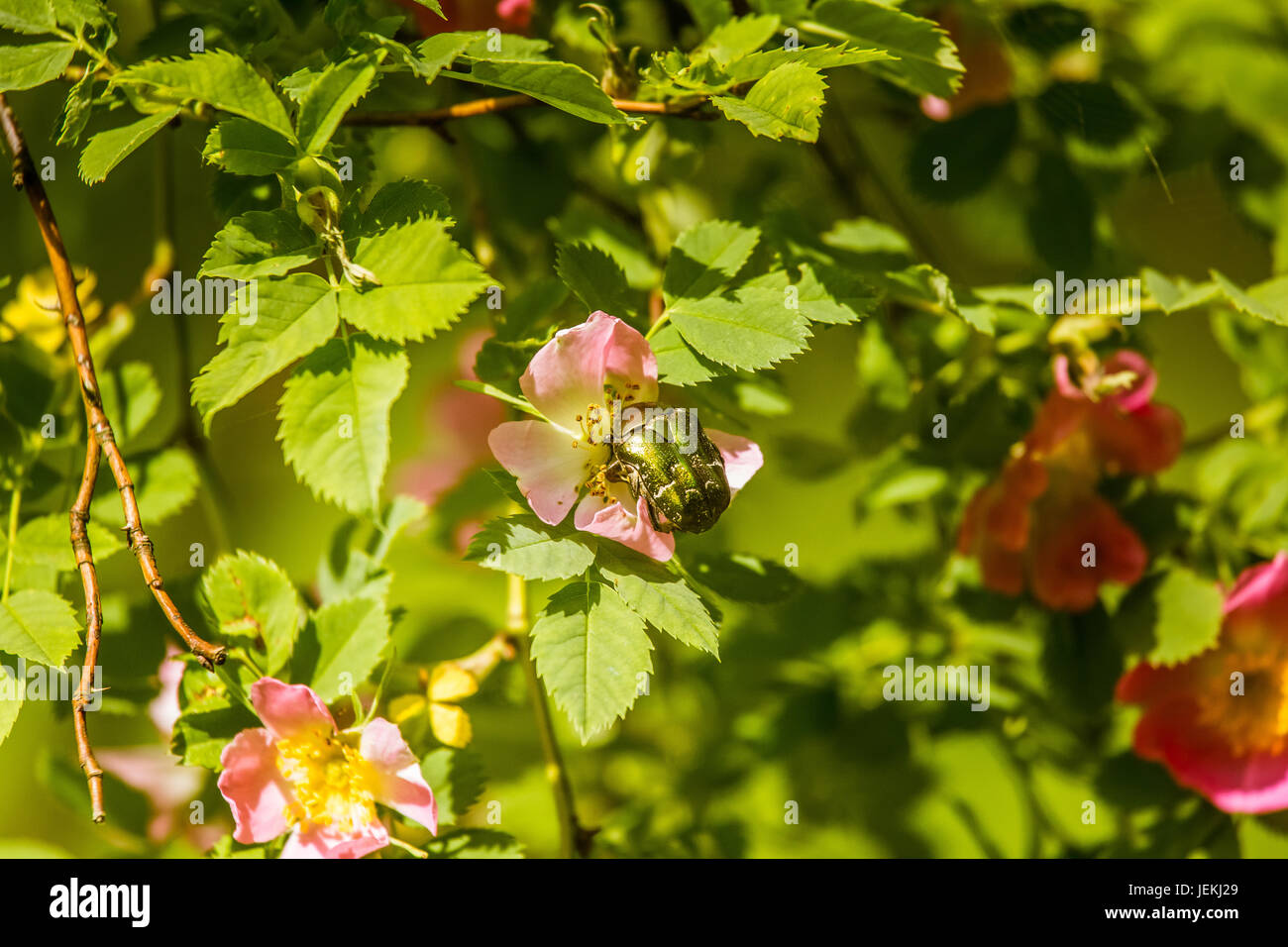 Wild Rose Bush Stock Photos & Wild Rose Bush Stock Images - Alamy