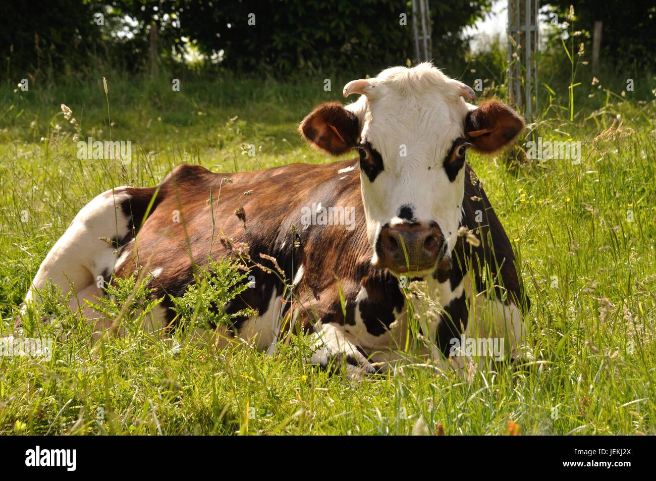 Norman cow hi-res stock photography and images - Alamy
