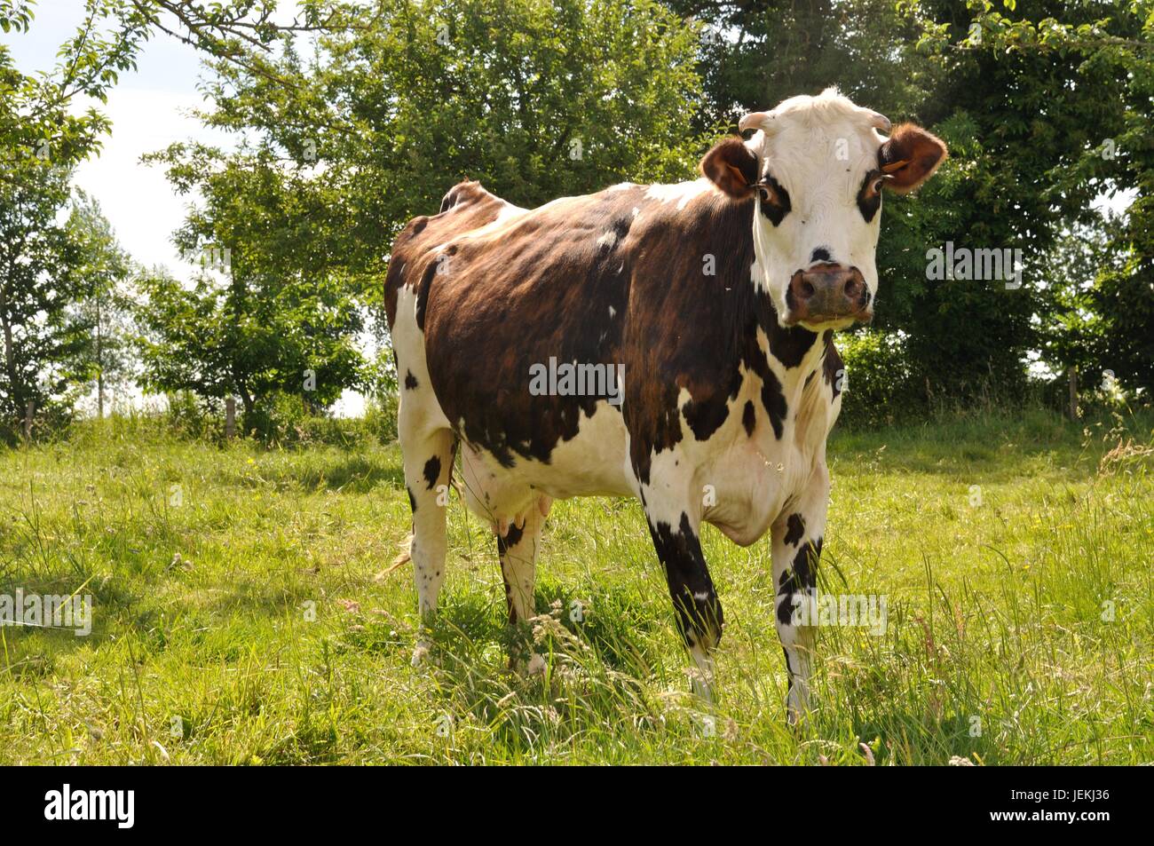 Norman cow hi-res stock photography and images - Alamy