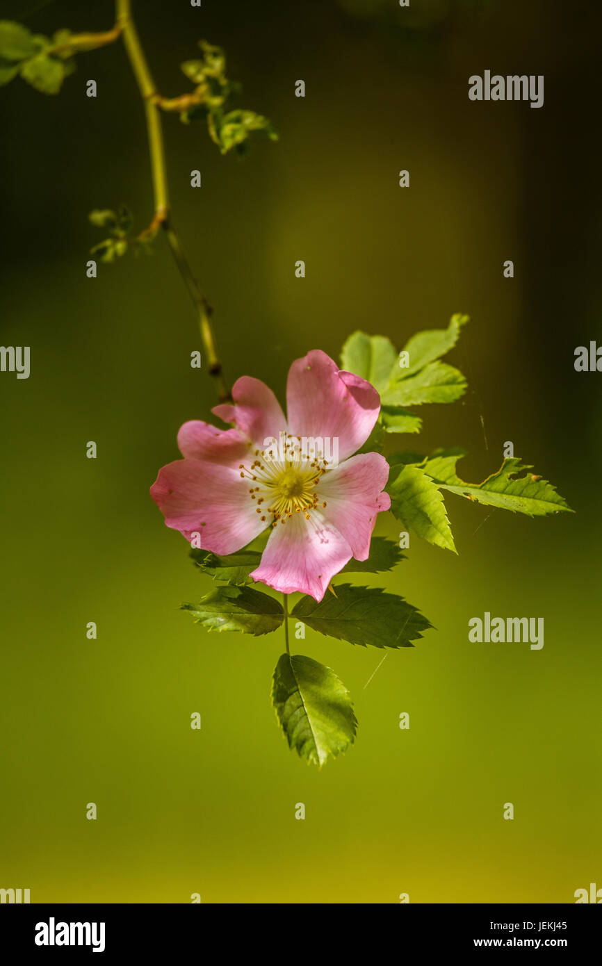 Vivid pink rose hi-res stock photography and images - Alamy