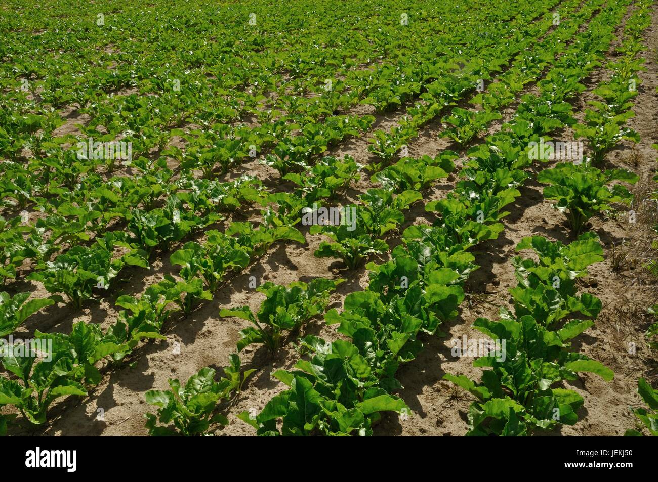 Beet field in Normandy Stock Photo - Alamy