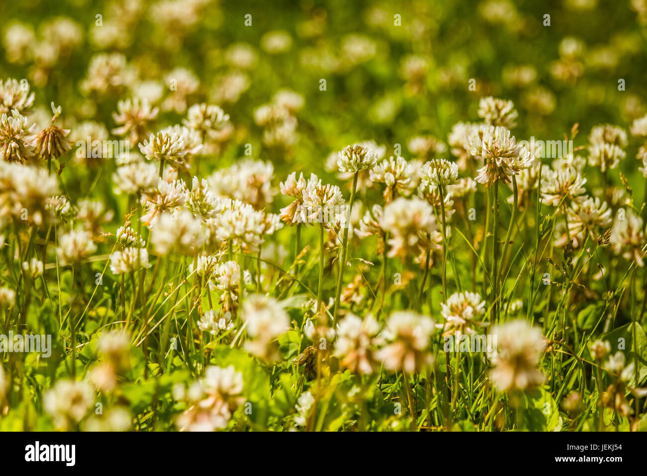 Clover meadow hi-res stock photography and images - Alamy
