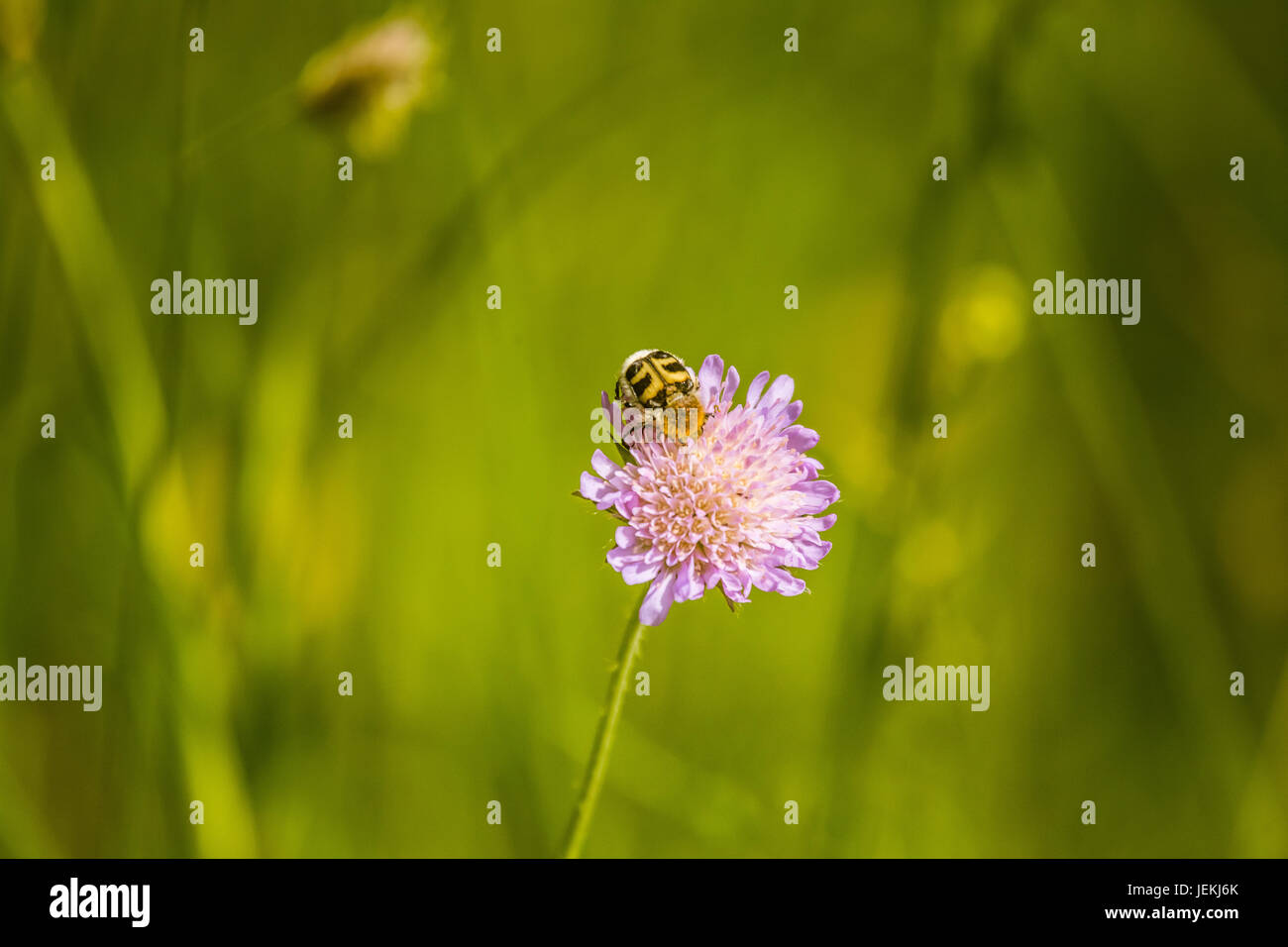 Beautiful purple flower heads blooming in a meadow Stock Photo - Alamy