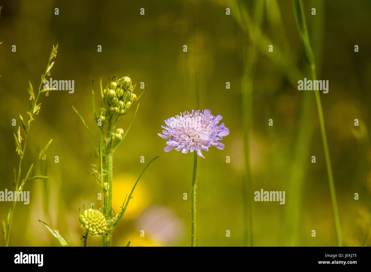 Beautiful purple flower heads blooming in a meadow Stock Photo - Alamy