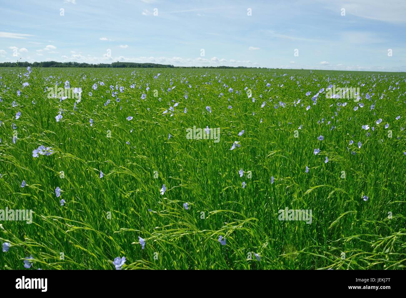 Flowering flax field Stock Photo - Alamy
