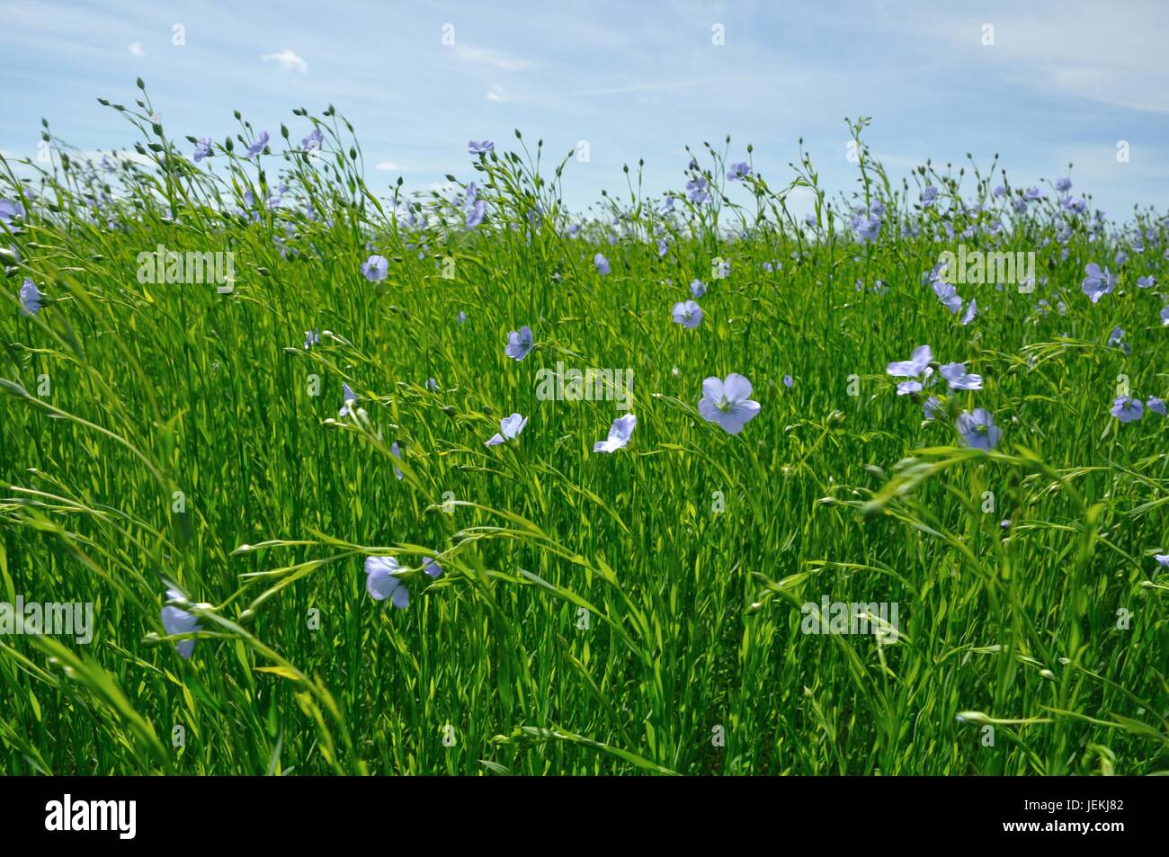 Flowering flax field Stock Photo - Alamy