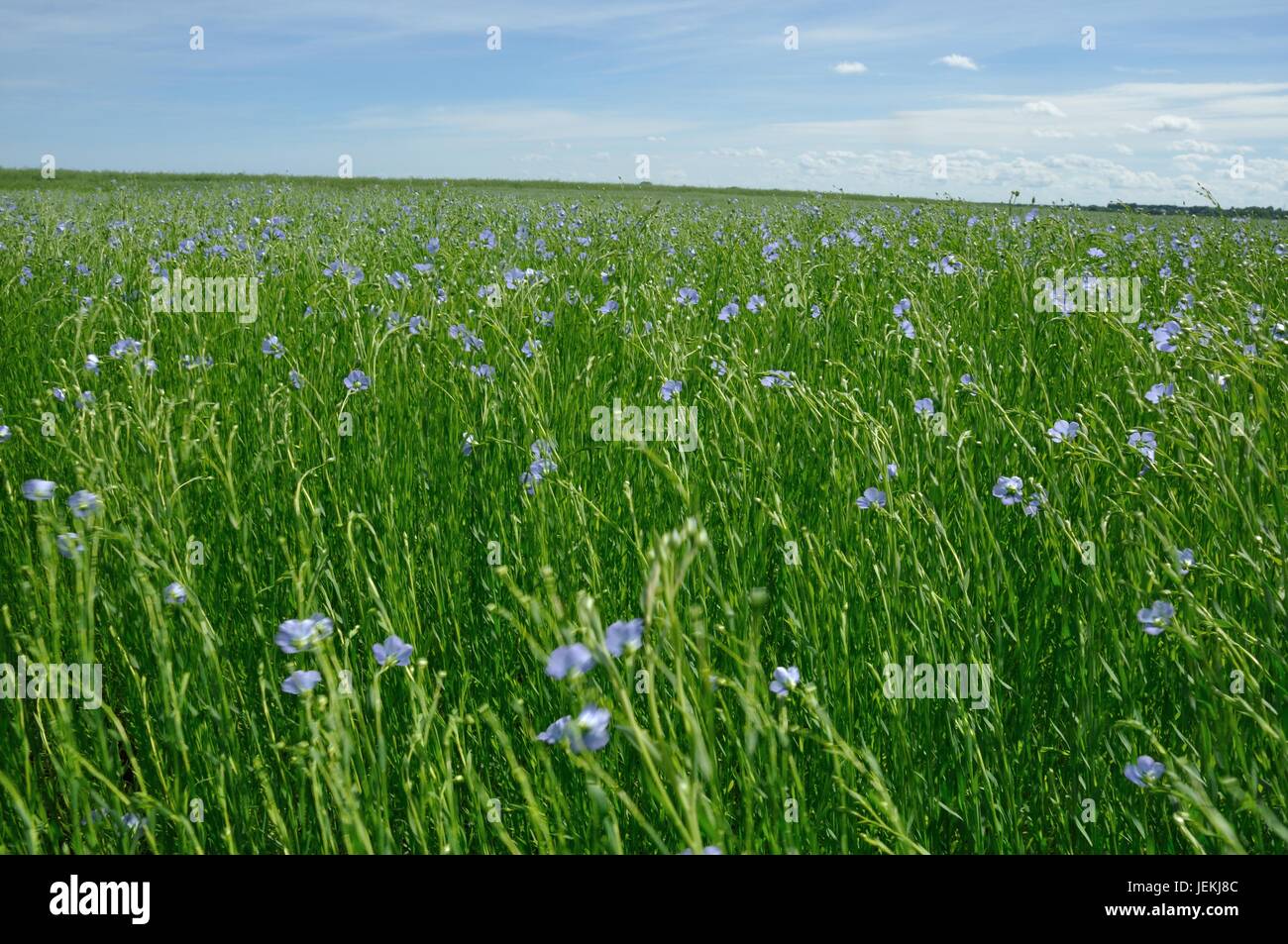 Flowering flax field Stock Photo - Alamy