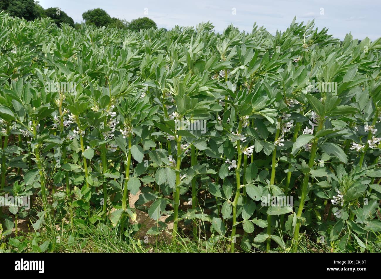 Broad bean plantin field Stock Photo - Alamy
