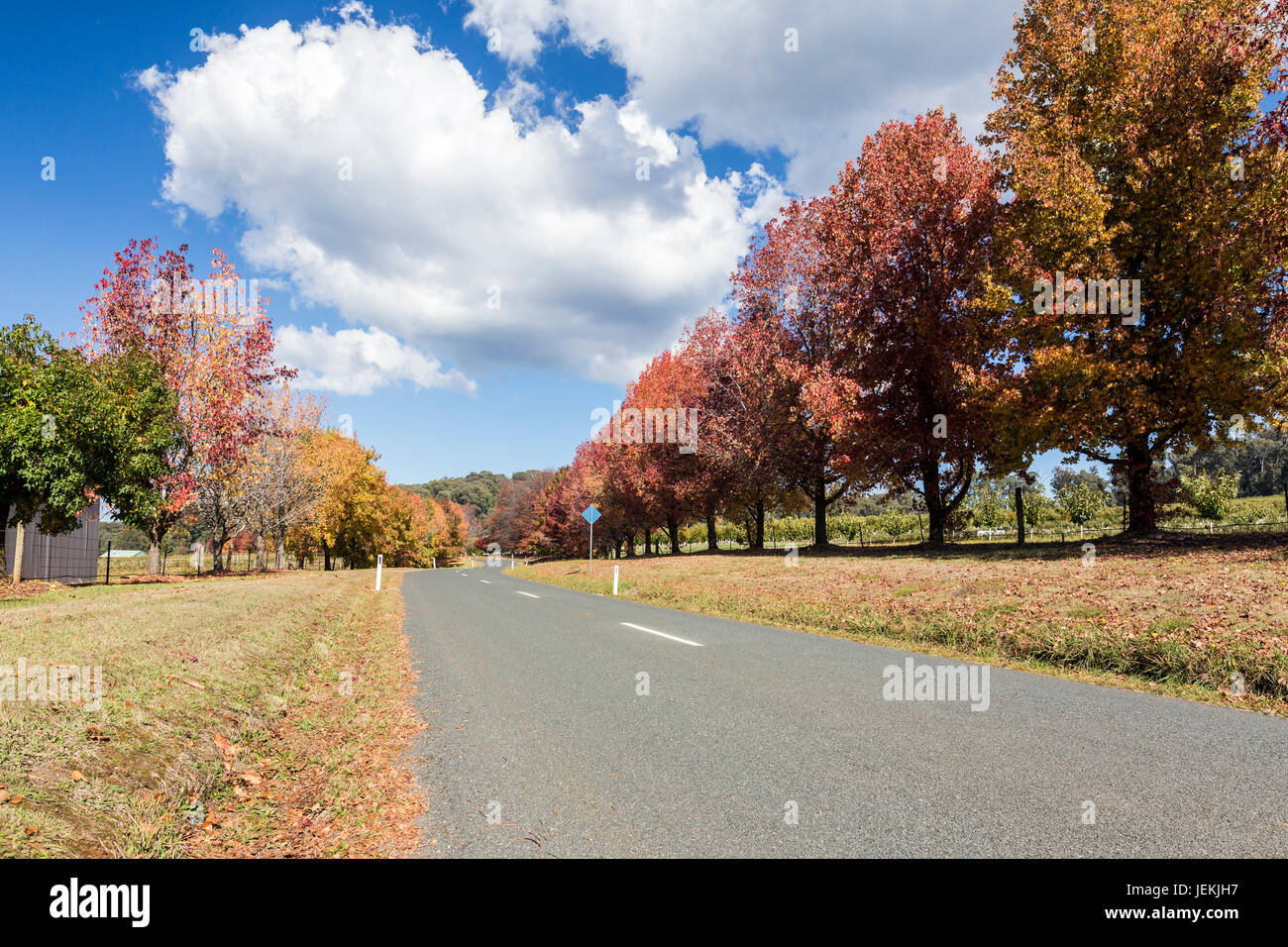Victoria high country tree hi-res stock photography and images - Alamy