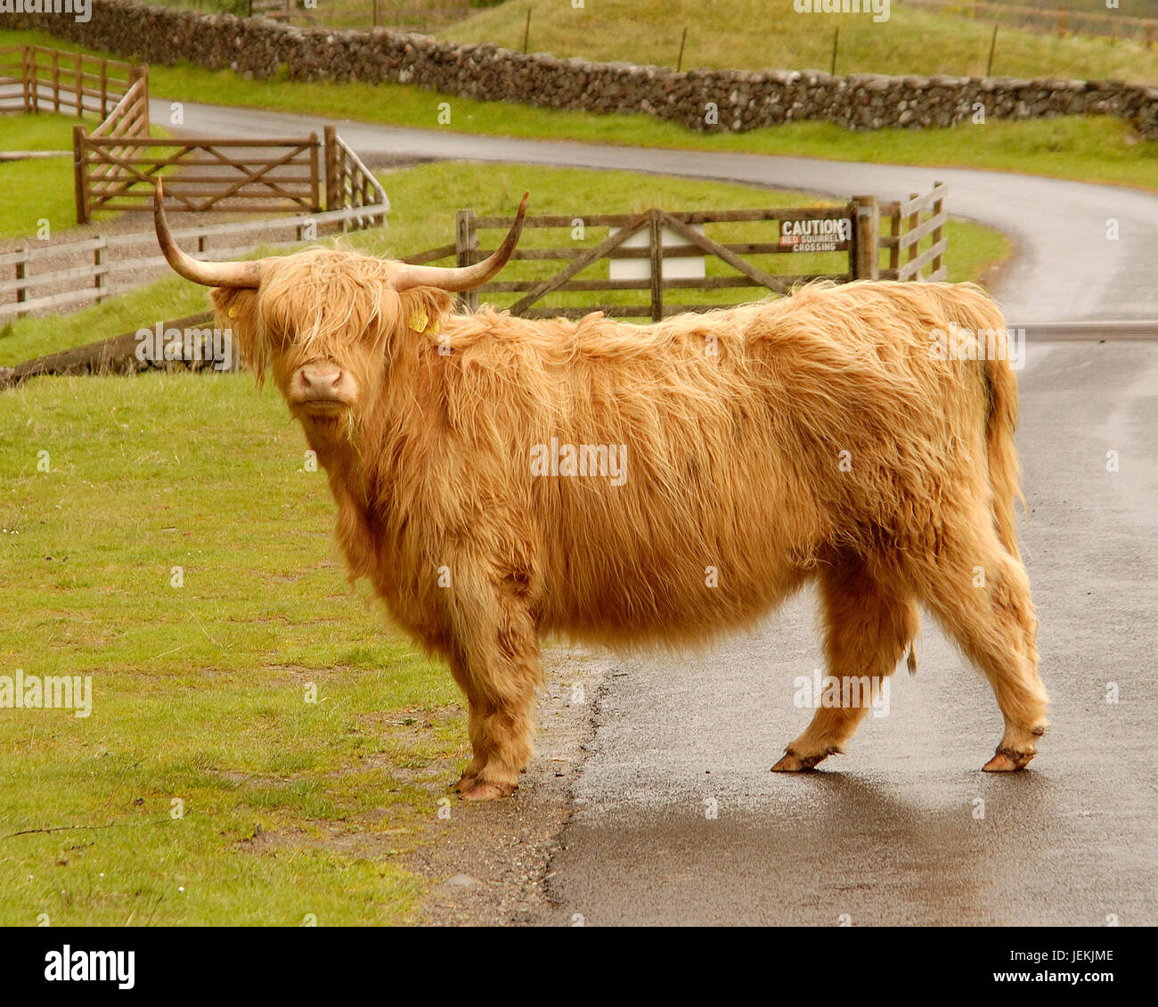 scottish highland cow with woolly hair and big horns Stock Photo - Alamy