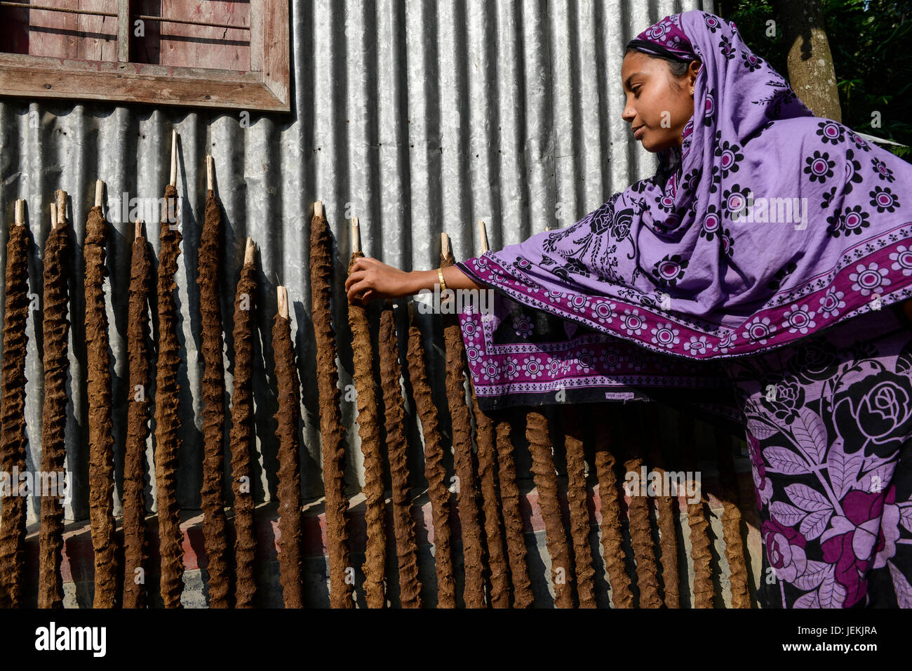 BANGLADESH, District Tangail, Kalihati, village Bukta, sticks with cow ...