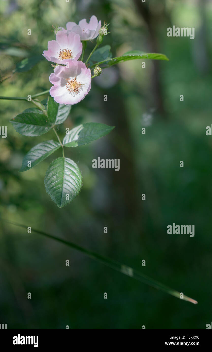 Wild Roses -1 Stock Photo - Alamy