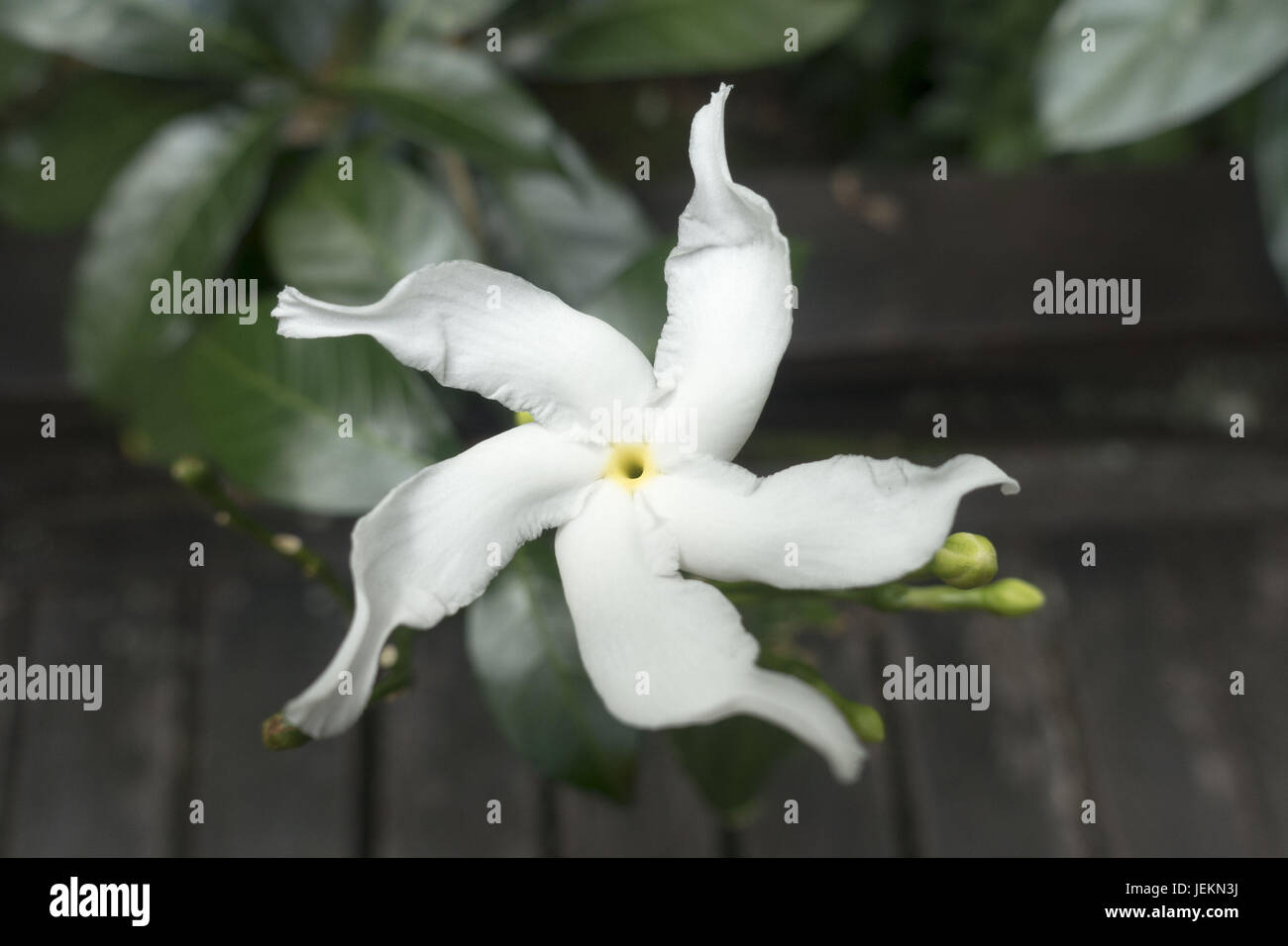 white star shaped flower Stock Photo - Alamy