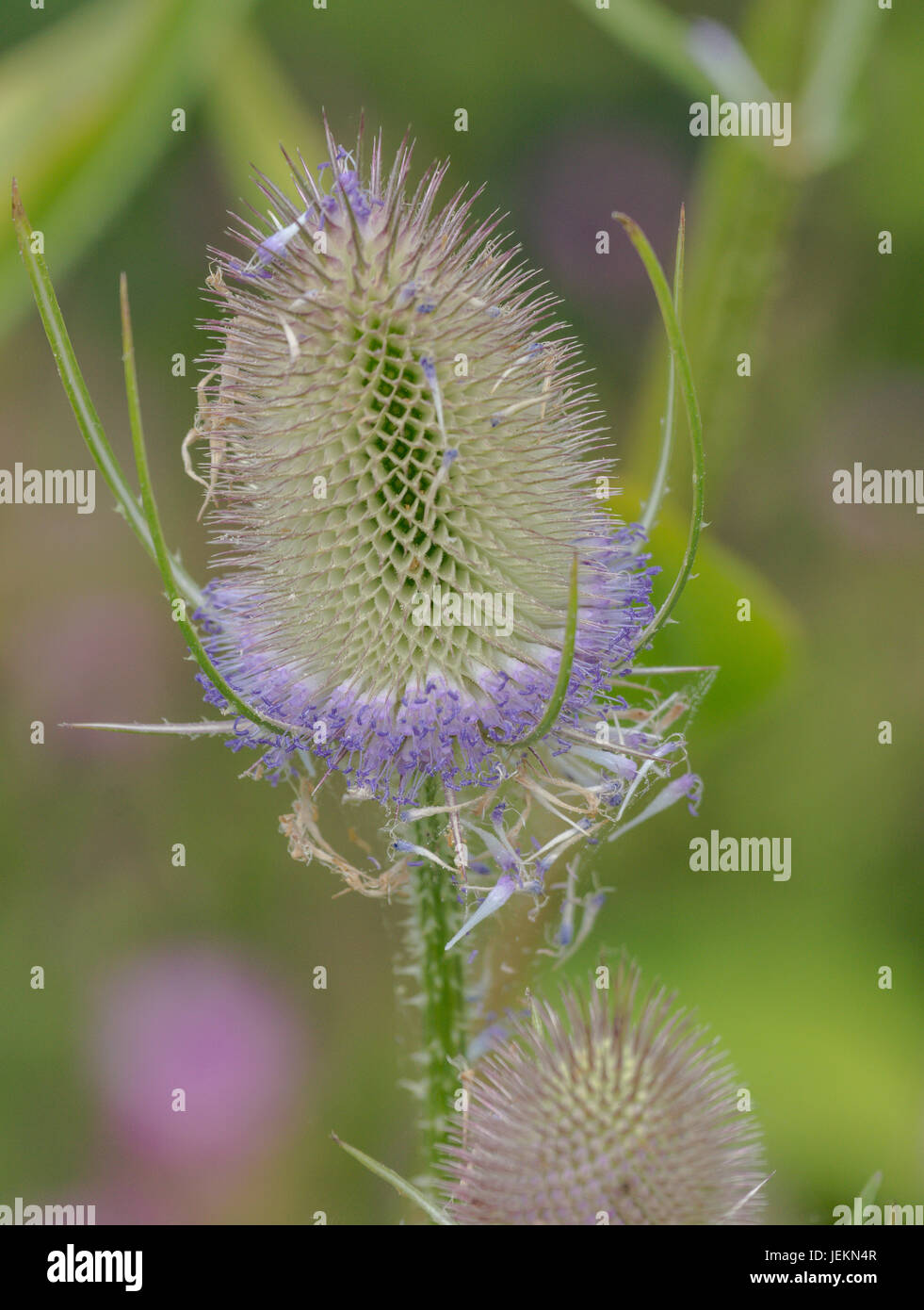 Teasel plant hi-res stock photography and images - Alamy