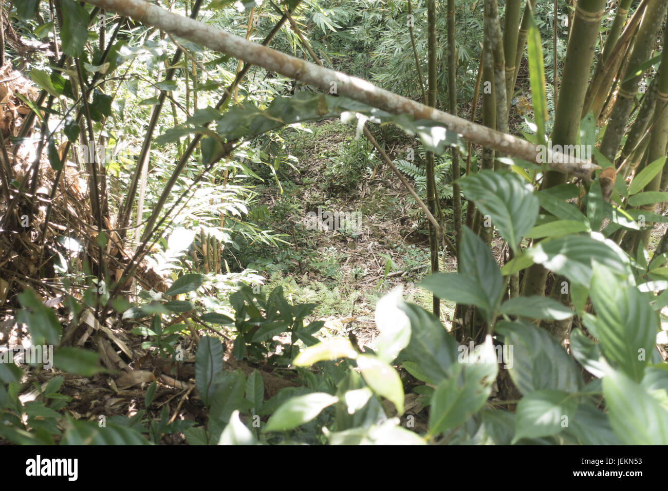 looking over the shrubs Stock Photo - Alamy