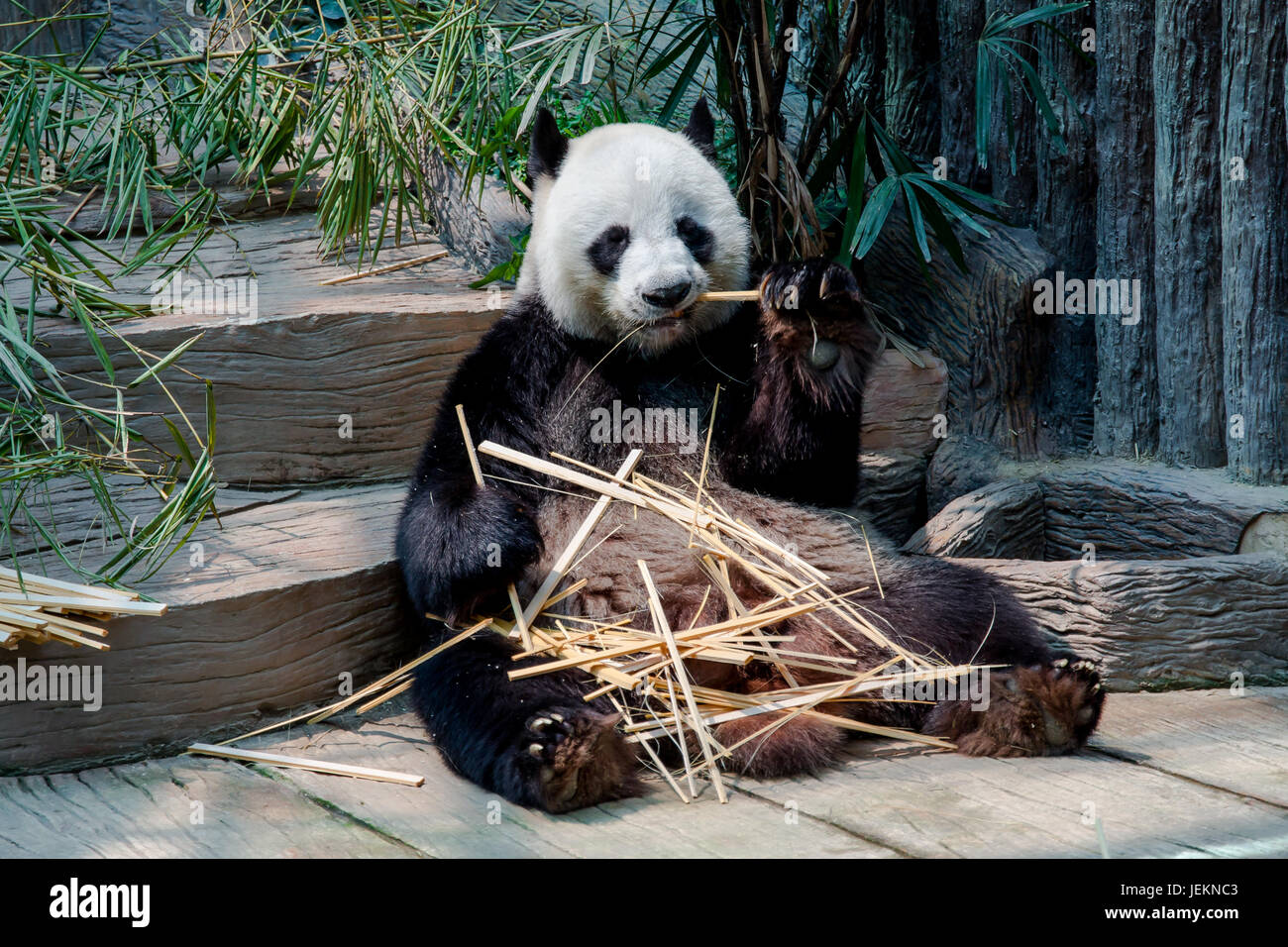 Panda enjoy eating bamboo sticks Stock Photo - Alamy