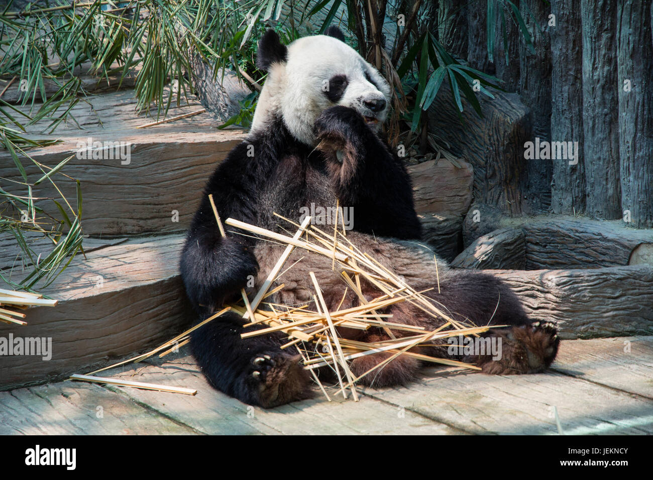 Panda eat eating food hungry hi-res stock photography and images - Alamy