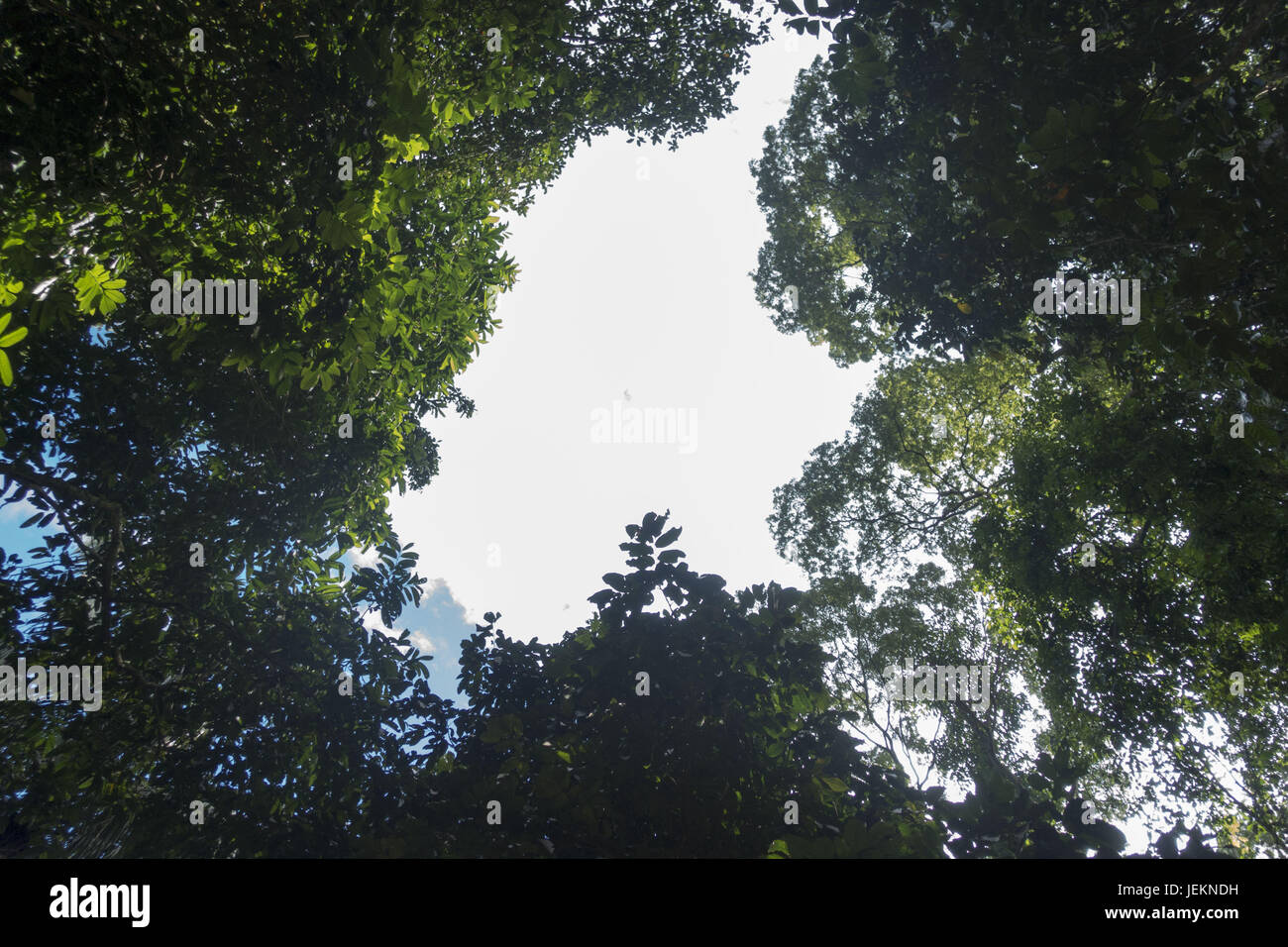look up the tall trees Stock Photo - Alamy