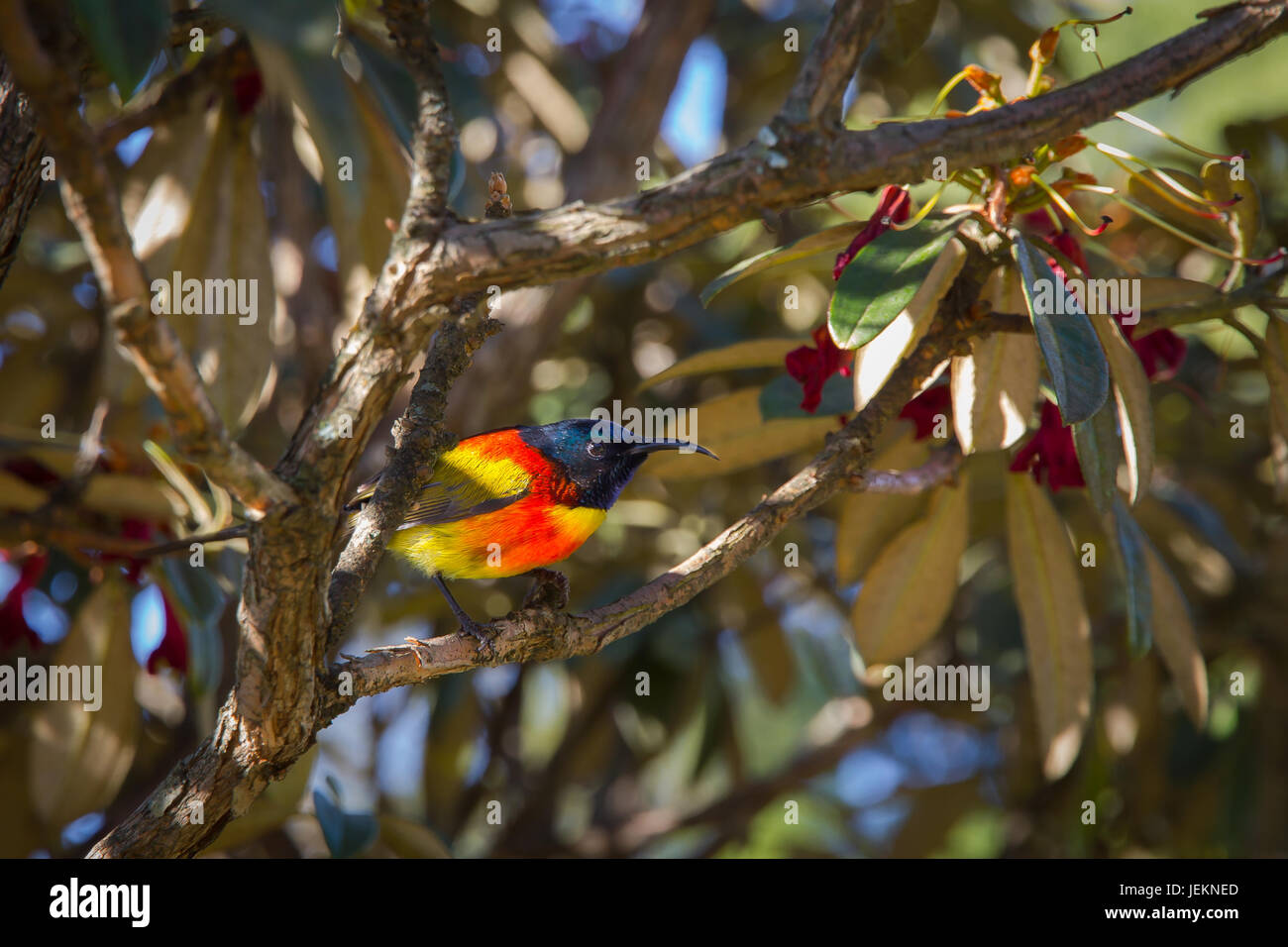 Green tailed sunbird hi-res stock photography and images - Alamy