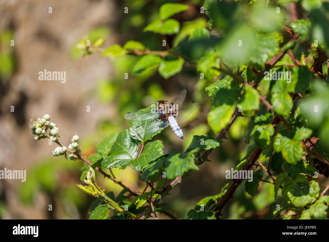 Powder blue broad-bodied chaser dragonfly (Libellula depressa) at rest ...