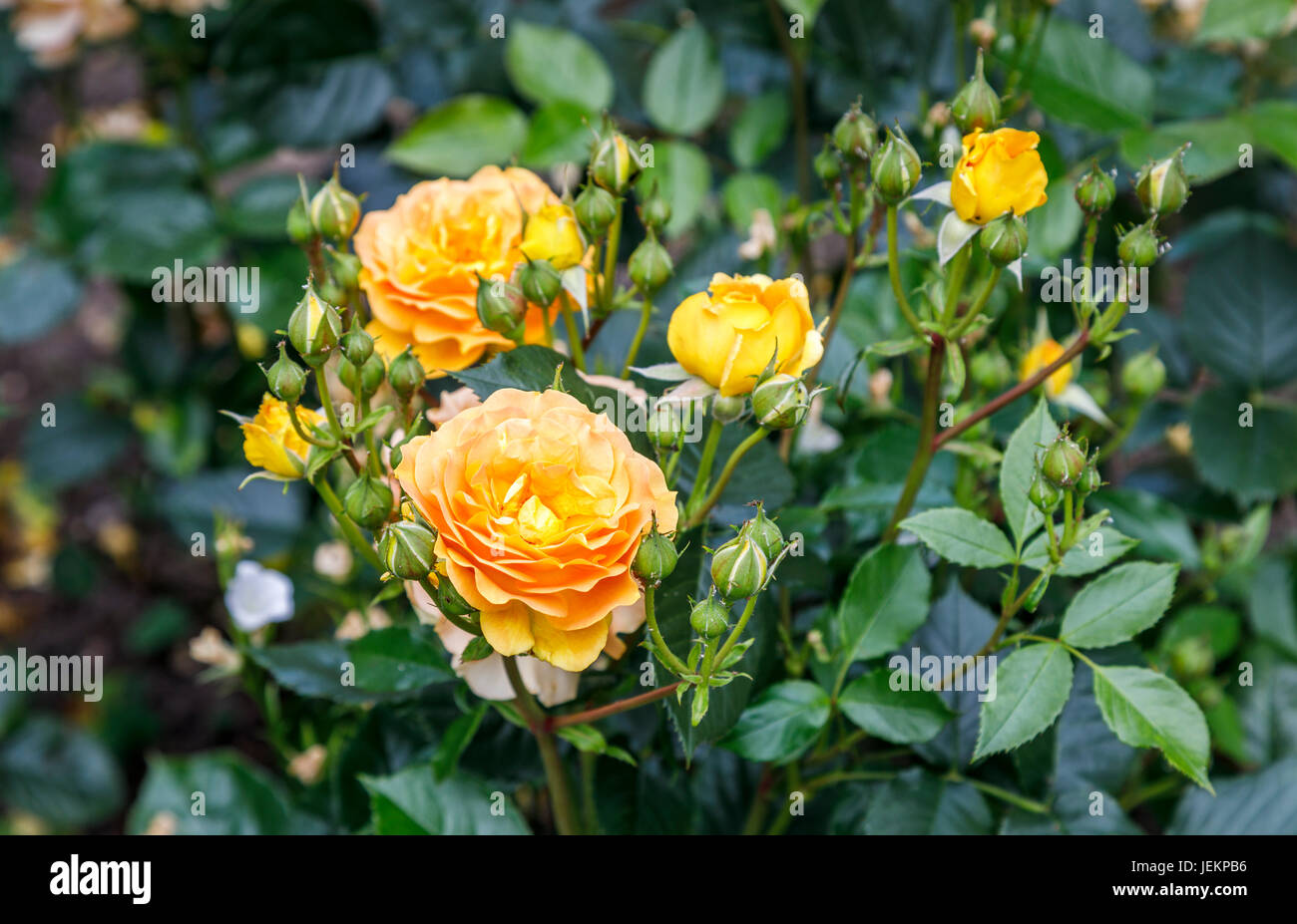 Fragrant orange floribunda rose 'Bowled Over' blooming in an English ...