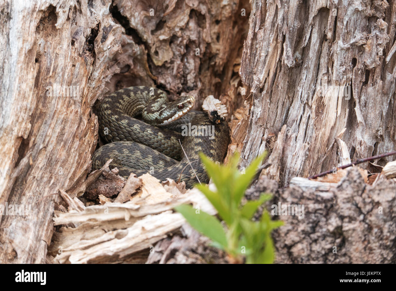 Black snake 4k hi-res stock photography and images - Alamy