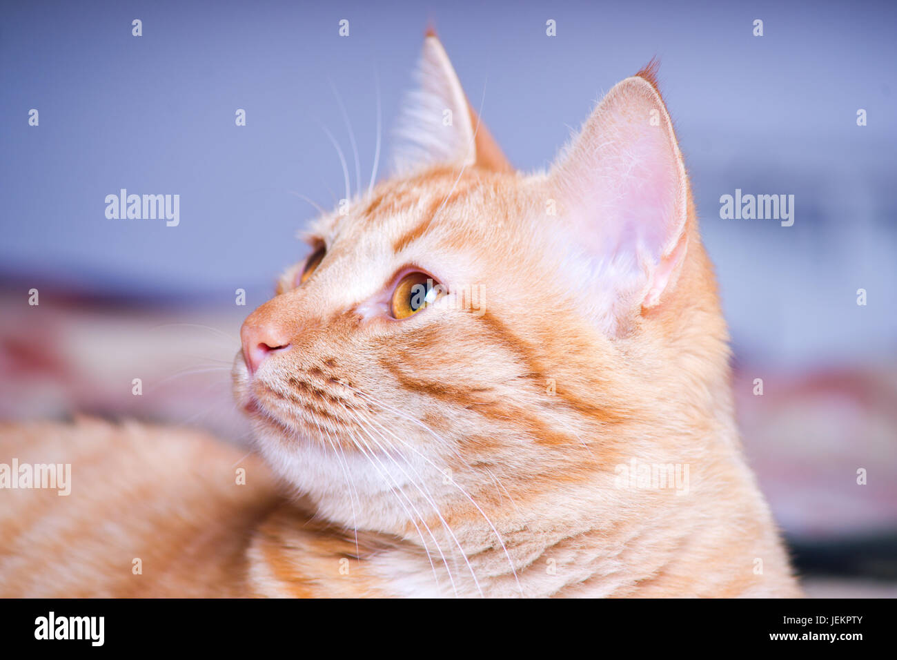 Ginger cat portrait Stock Photo - Alamy