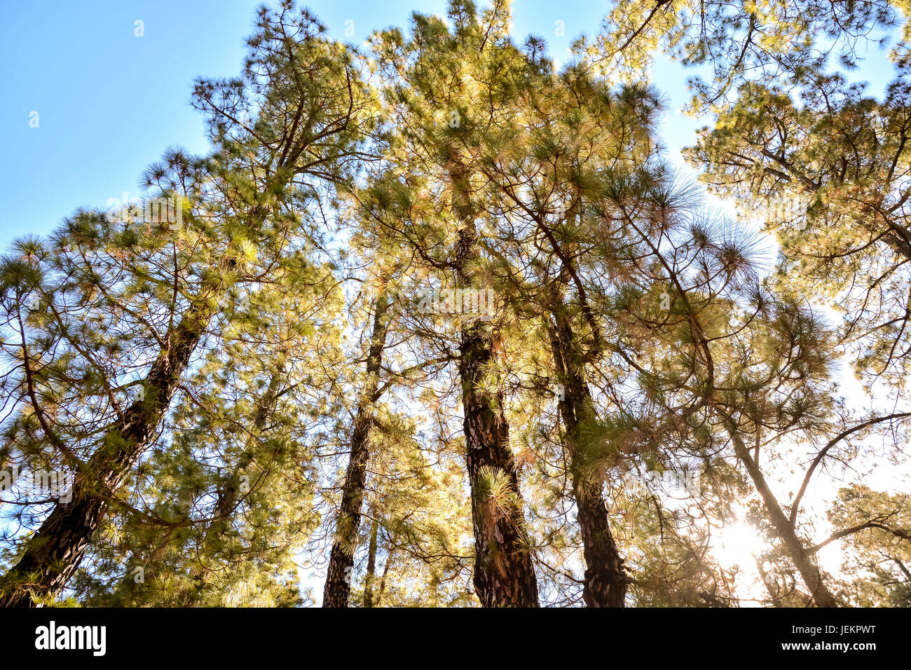 Pine Tree View Stock Photo - Alamy