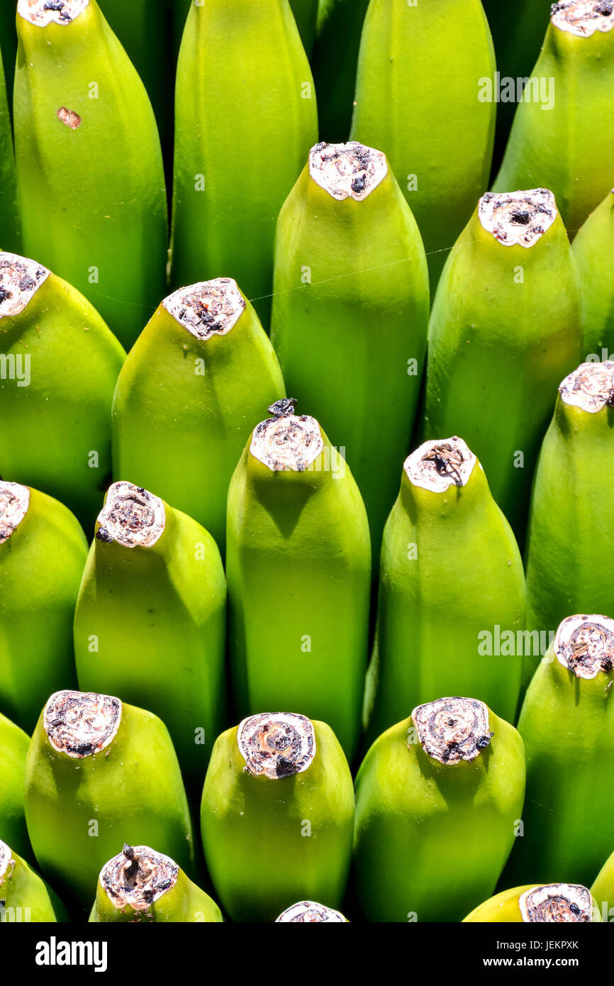 Banana Plantation Field Stock Photo - Alamy