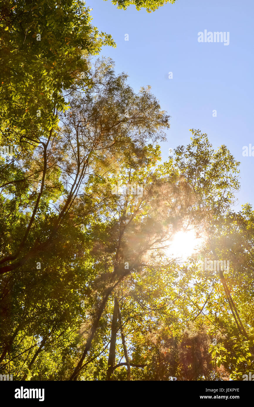Pine tree view hi-res stock photography and images - Alamy