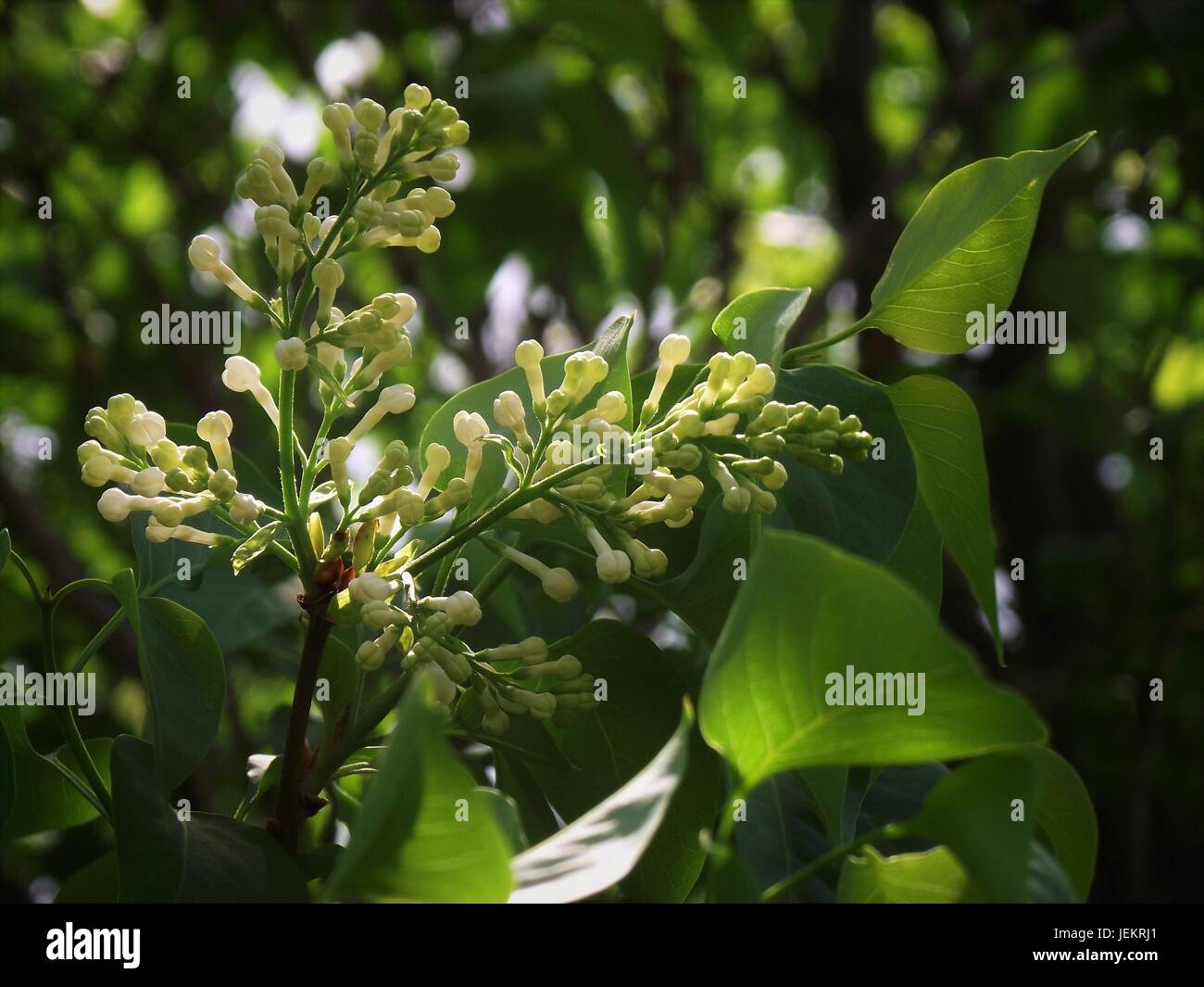 Lilac buds High Resolution Stock Photography and Images - Alamy