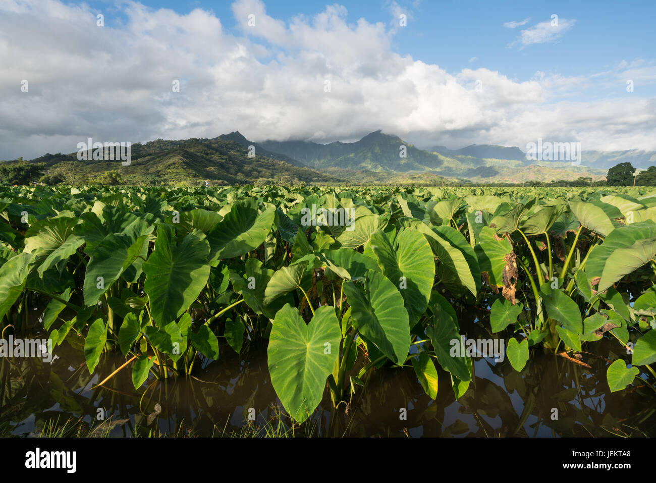 Traditional hawaii agriculture hi-res stock photography and images - Alamy