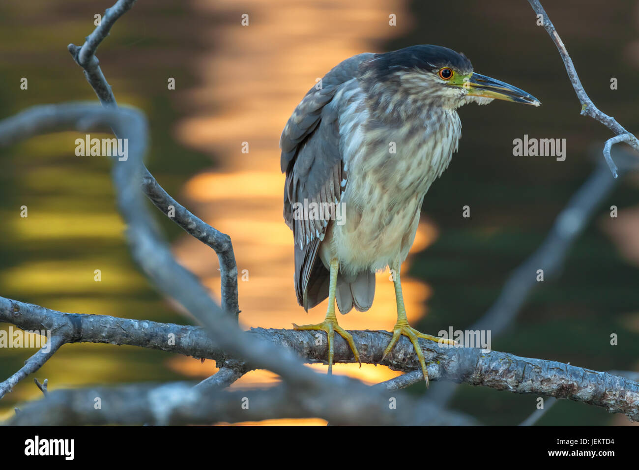 Juvenile black-crowned night heron Stock Photo - Alamy