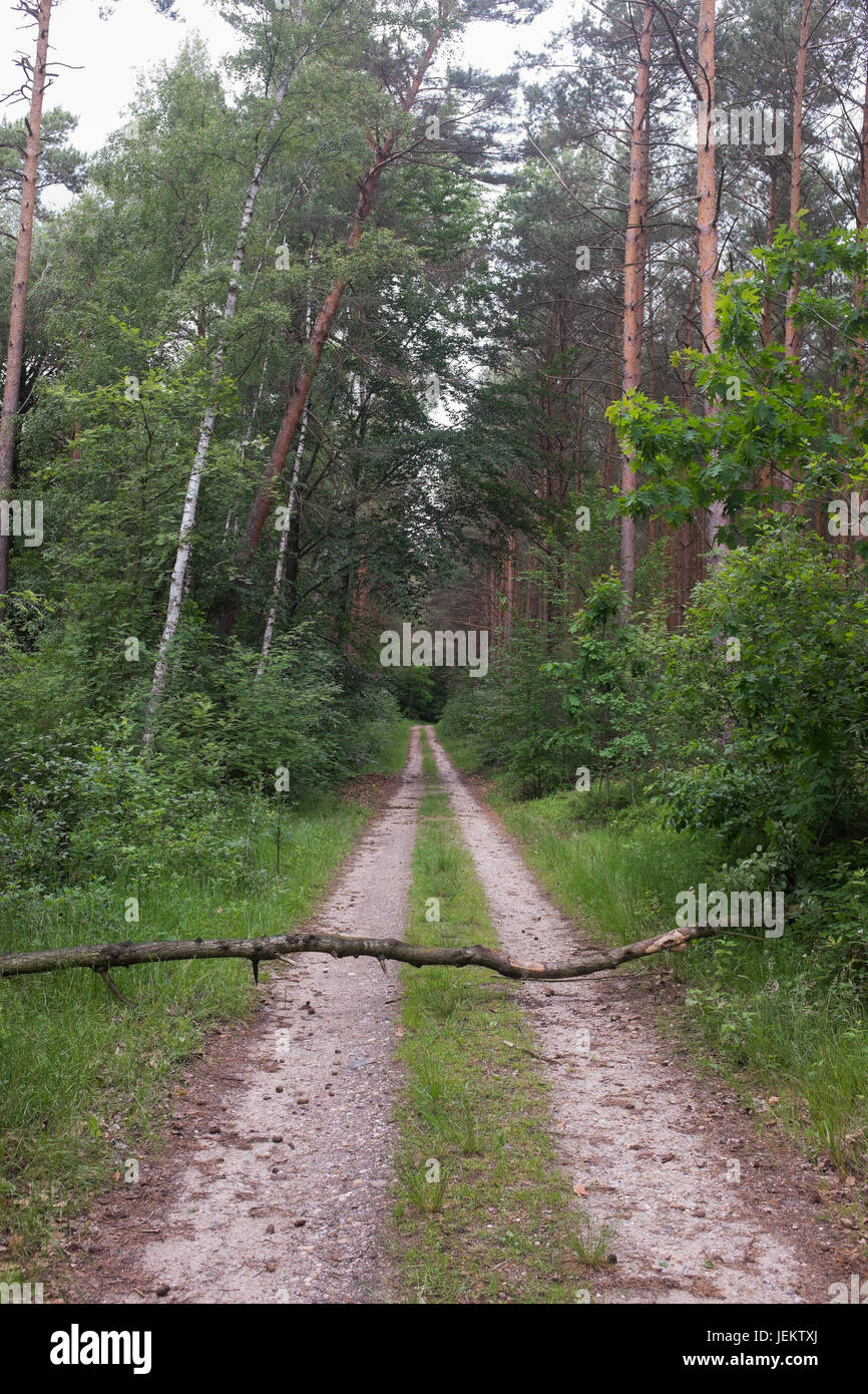 Fallen tree on trail, Forest Path - Landscape - Saxony, Germany Stock ...