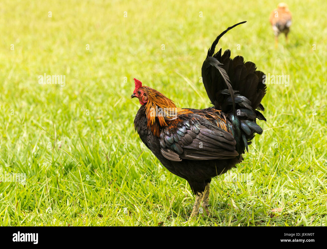 Wild poultry on Kauai soaking wet after rain storm Stock Photo - Alamy