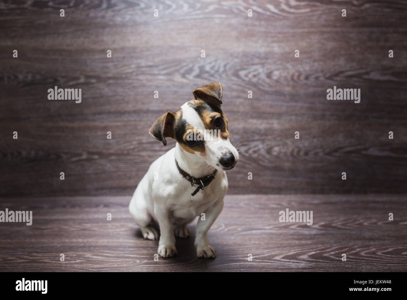 Pretty puppy is staring with curiosity. Jack Russell Terrier in front ...